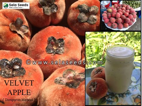 Velvet Apple Mabolo Butter Fruit Diospyros Blancoi Seeds Sela Seeds