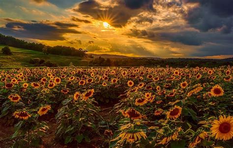 Summer Sunflower Desktop Wallpaper Hold On To Summer With Sunflowers