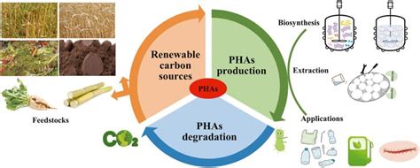 How Polyhydroxyalkanoates Can Improve Phas Production Kannan Govindan Posted On The Topic
