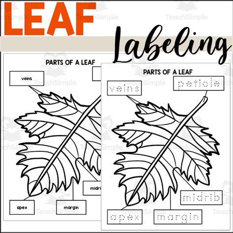 Parts Of A Leaf Labeling A Leaf By Teach Simple