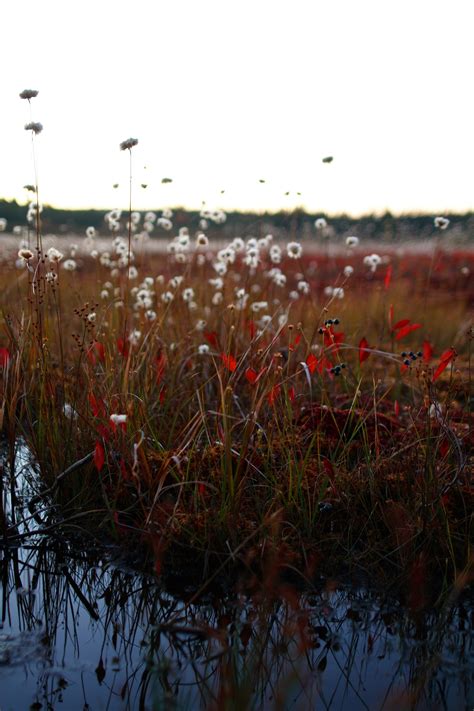 Sunset In The Bog Dolly Sods Unusual Free Nature Pictures By Forestwander Nature Photography