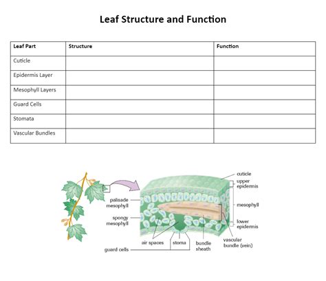 Solved Leaf Structure And Function Chegg Com