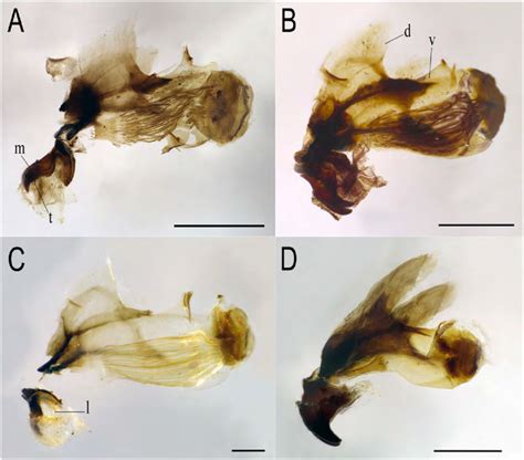Head Skeletons Of Eumerus And Merodon Larvae Lateral View A Eumerus
