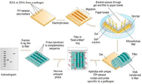 Rapid Advances In Nucleic Acid Technologies For Detection And