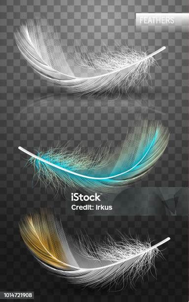 현실적인 스타일 투명 한 배경을에 깃털 Twirled 절연 떨어지는 솜 털 벡터 일러스트 레이 션 새에 대한 스톡 벡터 아트 및 기타 이미지 Istock