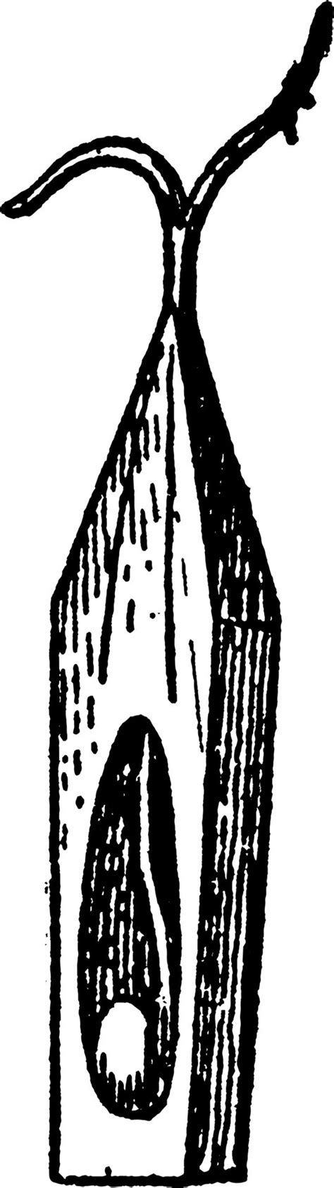 Bread Fruit Tree Vintage Illustration 13714869 Vector Art At Vecteezy