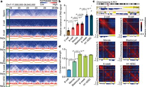 Three Dimensional Chromatin Structures Of Human Sperm And Embryos A Download Scientific