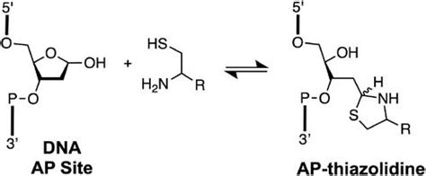 无碱基位点与 12 氨基硫醇（包括半胱胺、半胱氨酸甲酯和含有 N 末端半胱氨酸残基的肽）反应生成的 Dna 加合物的形成和性质