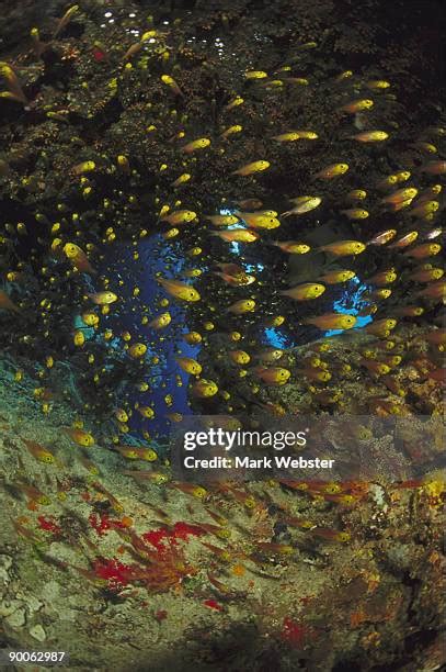 Sweeper Fish Photos And Premium High Res Pictures Getty Images