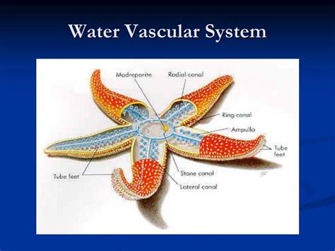 Ppt Echinoderms Powerpoint Presentation Free Download Id 2137511