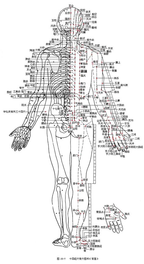 十四經穴奇穴圖 Mychat 數位男女 中醫研討