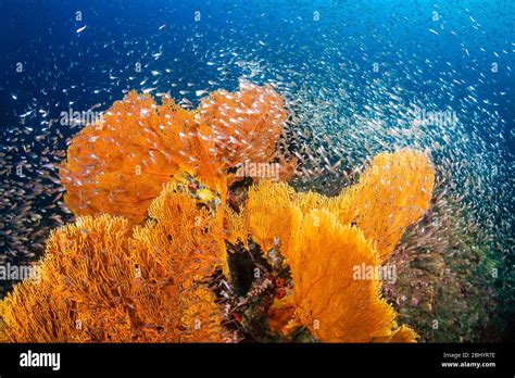 Glassfish Swarming Around Delicate Sea Fans On A Tropical Coral Reef At
