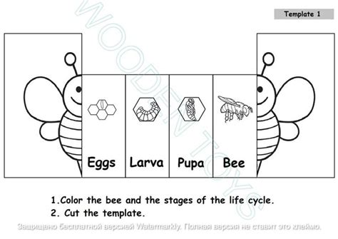 Bee Life Cycle Printable Foldable Bee Life Cycle Montessori Digital