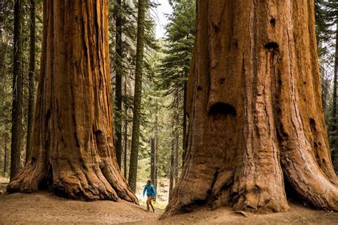 Secrets Of Californias Giant Sequoias Touristsecrets