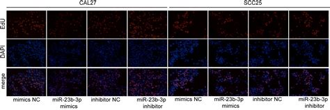 什么是edu检测细胞增殖？
