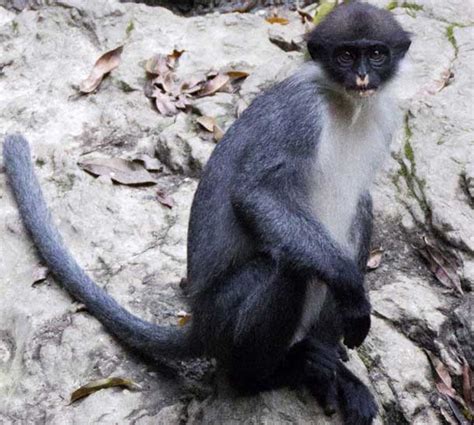 Extinct Monkey Rediscoverd In Bornean Forests Featured Creature
