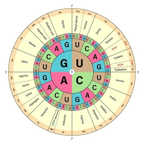 Codon Chart Royalty Free Images Stock Photos Pictures Shutterstock