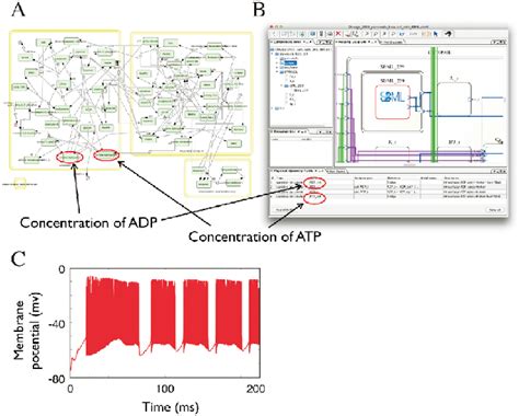 Sbml Phml Hybrid Model Of Pancreatic β Cells A The Network Model On
