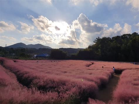 고창청농원 핑크뮬리가든 최신 축제 공연 행사 정보와 주변 관광 명소 및 근처 맛집 여행 정보