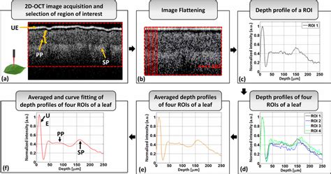 Algorithm For Measuring Persimmon Leaf Layer Thickness A