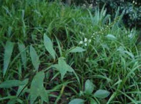 星宿菜 浙江大学紫金港植物 图片