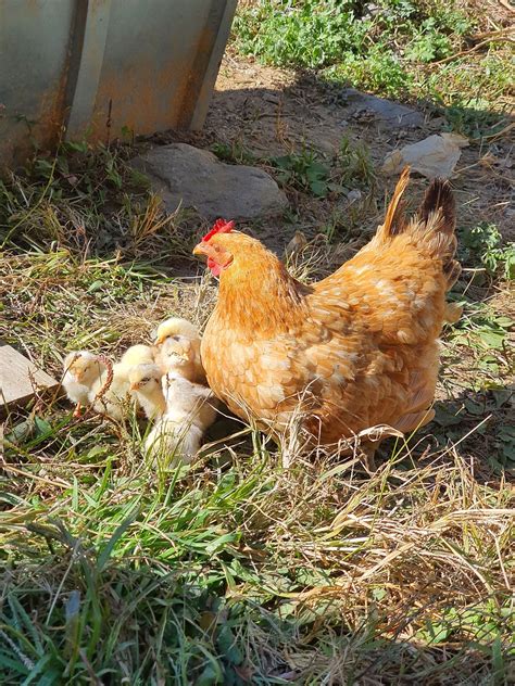 닭 병아리 사랑스러운 엄마와 Pixabay의 무료 사진