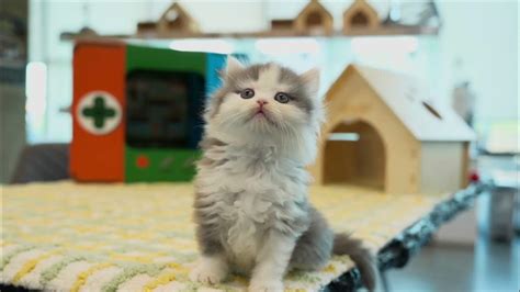 청주고양이분양 브리티쉬 고양이분양 롱헤어 Youtube