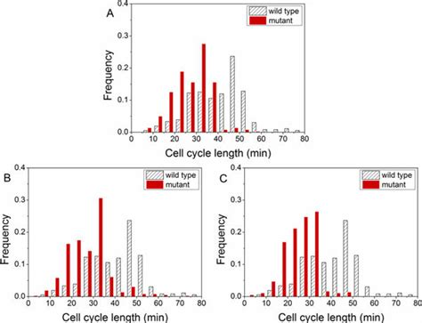 The Histogram Of Cell Cycle Lengths The Cell Cycle Lengths Are Download Scientific Diagram