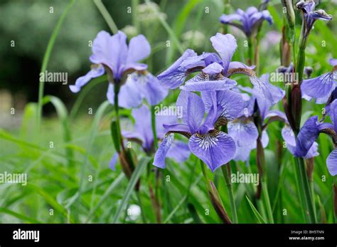 Siberian Iris Iris Sibirica Stock Photo Alamy