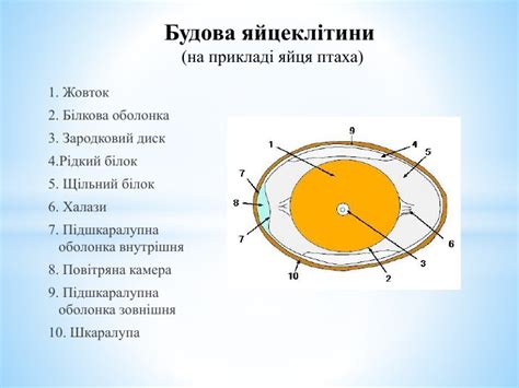 Статеві клітини та запліднення