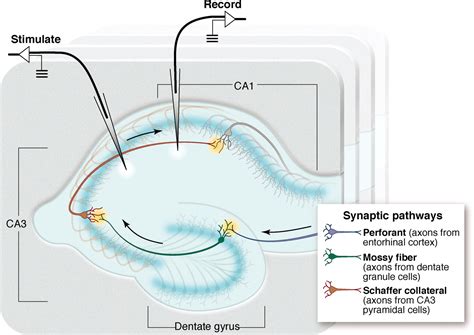 The Cell Biology Of Synaptic Plasticity Science