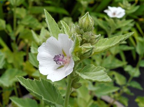 ウスベニタチアオイ 東京都薬用植物園 花をみるだけ