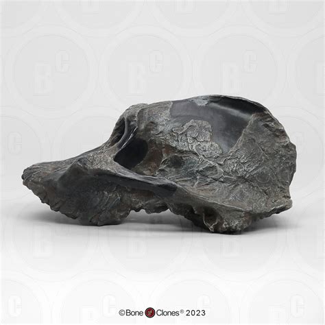 Australopithecus Aethiopicus Cranium Knm Wt 17000 Bone Clones