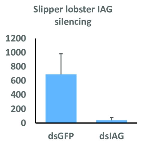 The Effects Of Insulin Androgenic Gland Hormone Iag Silencing On Iag