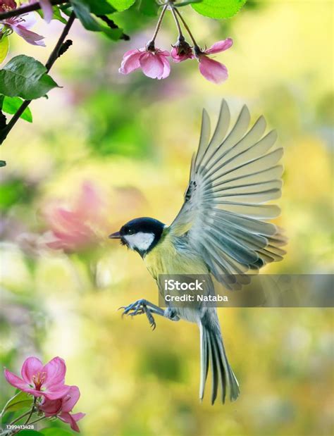 분홍색 사과 꽃 사이에 햇볕이 잘 드는 봄 정원에서 새 젖꼭지가 펄럭입니다 봄에 대한 스톡 사진 및 기타 이미지 봄 5월 새 Istock