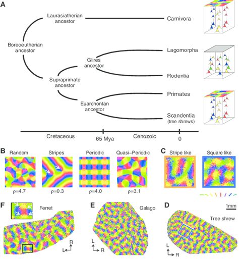 Orientation Selectivity In The Visual Cortex Of Diverse Boreoeutherian