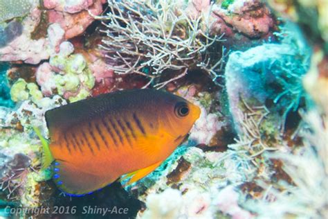 ダイダイヤッコ ダイバーの海水魚図鑑 Shiny Ace