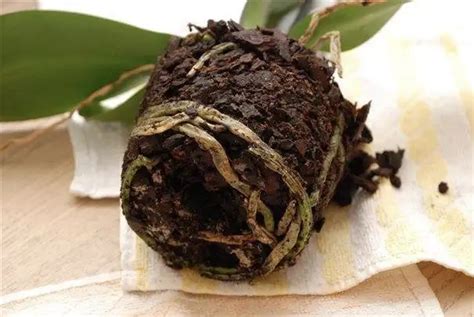 Orchid Overwatering Signs Solutions And Prevention Tips Xu Farm