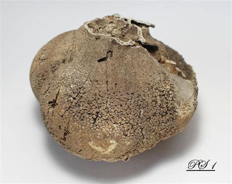 Crinoid Bulb Large Solid Crinoid Bulb Fossil High Definition Devonian Fossil Float Bulb Lobolith