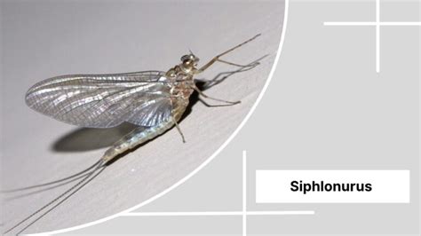 27 Types Of Mayfly Identification With Pictures