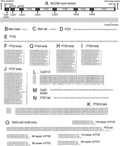 Muc5b Mucin Domain Of Hx1 A Mucin Domain And Reads Available For Download Scientific Diagram
