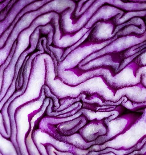 Cut Red Cabbage Head Stock Image Image Of Plant Health 179713393