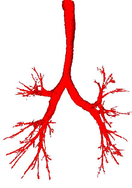 pulmonary airway extraction image download scientific diagram