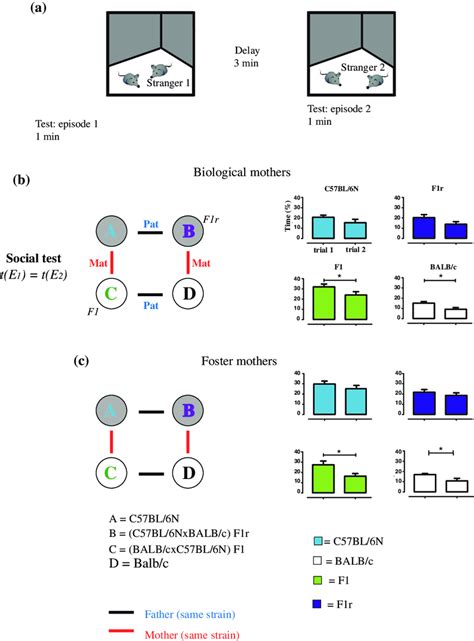 Social Interaction In Mice A Here We Represent The Social Test In