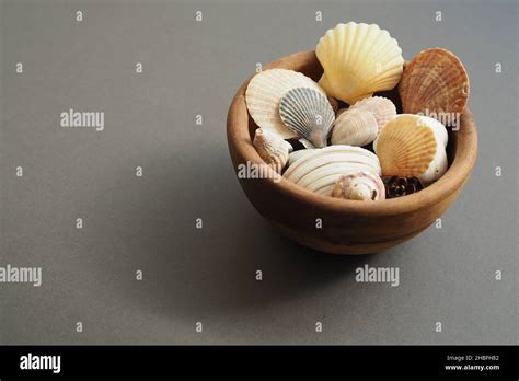Different Types Of Shells Hi Res Stock Photography And Images Alamy