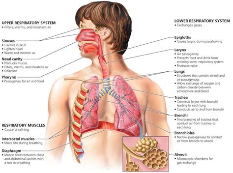Respiratory System Pathway At Which Part Of The Respiratory System