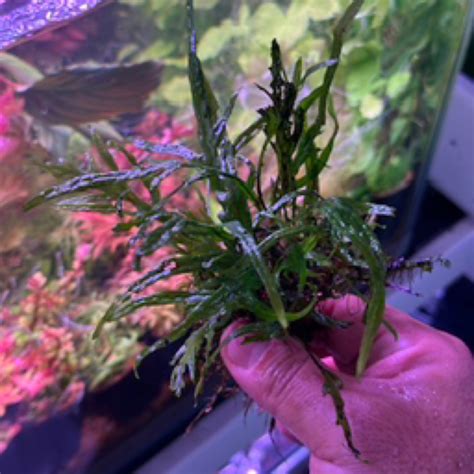 Trident Java Fern Reopon Aqua