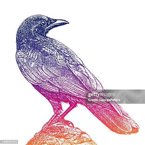 Crow Intelligence Photos And Premium High Res Pictures Getty Images