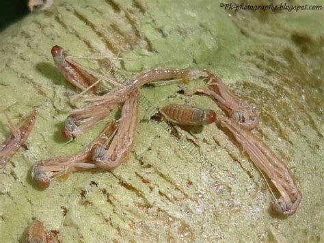 Praying Mantis Hatchlings At Laura Granados Blog