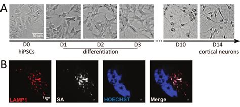 Characterization Of Neuronal Lysosome Interactome With Proximity Labeling Proteomics Protocol